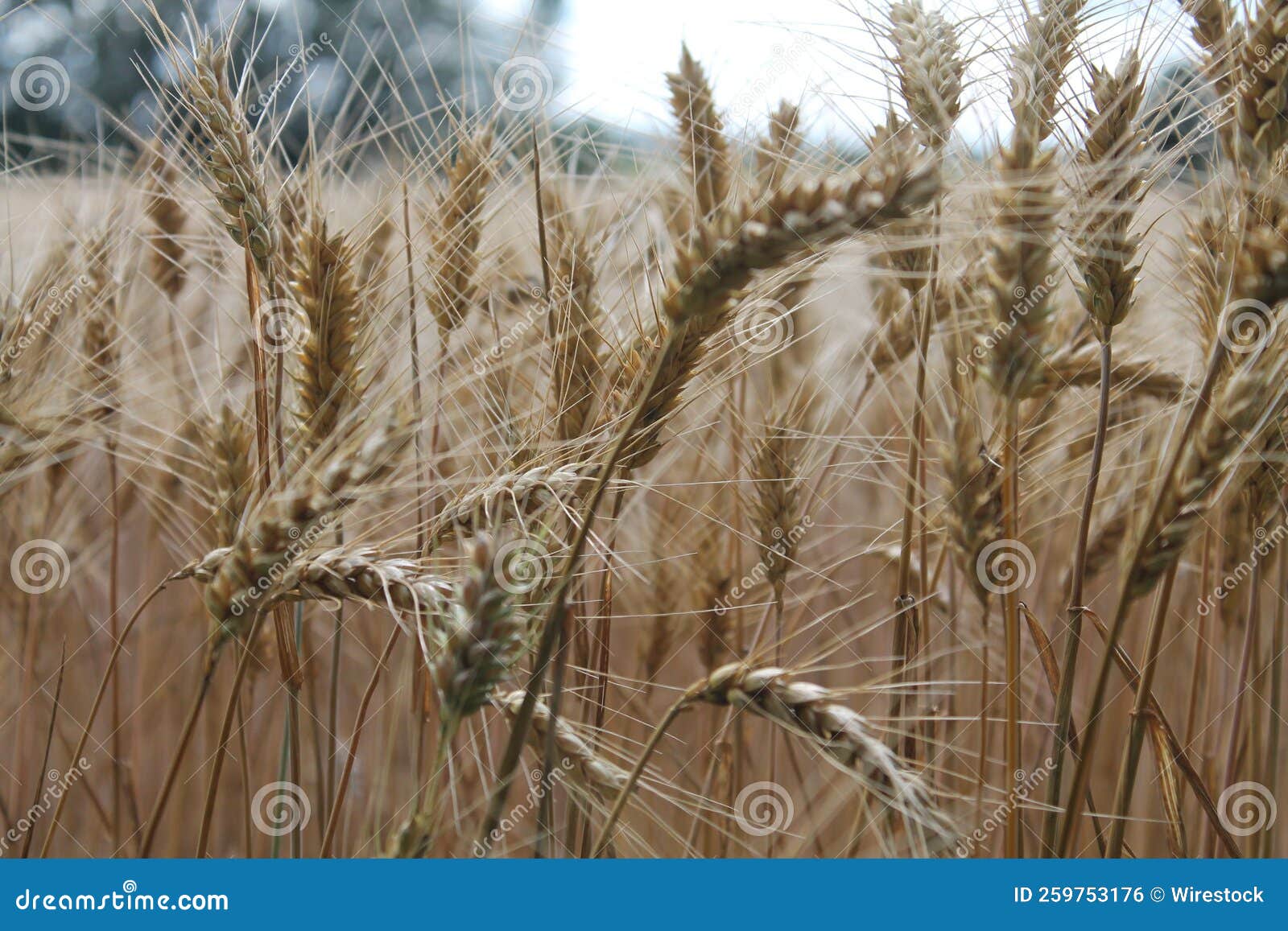Close-up View of Wheat Plants in the Agricultural Field Stock Photo ...