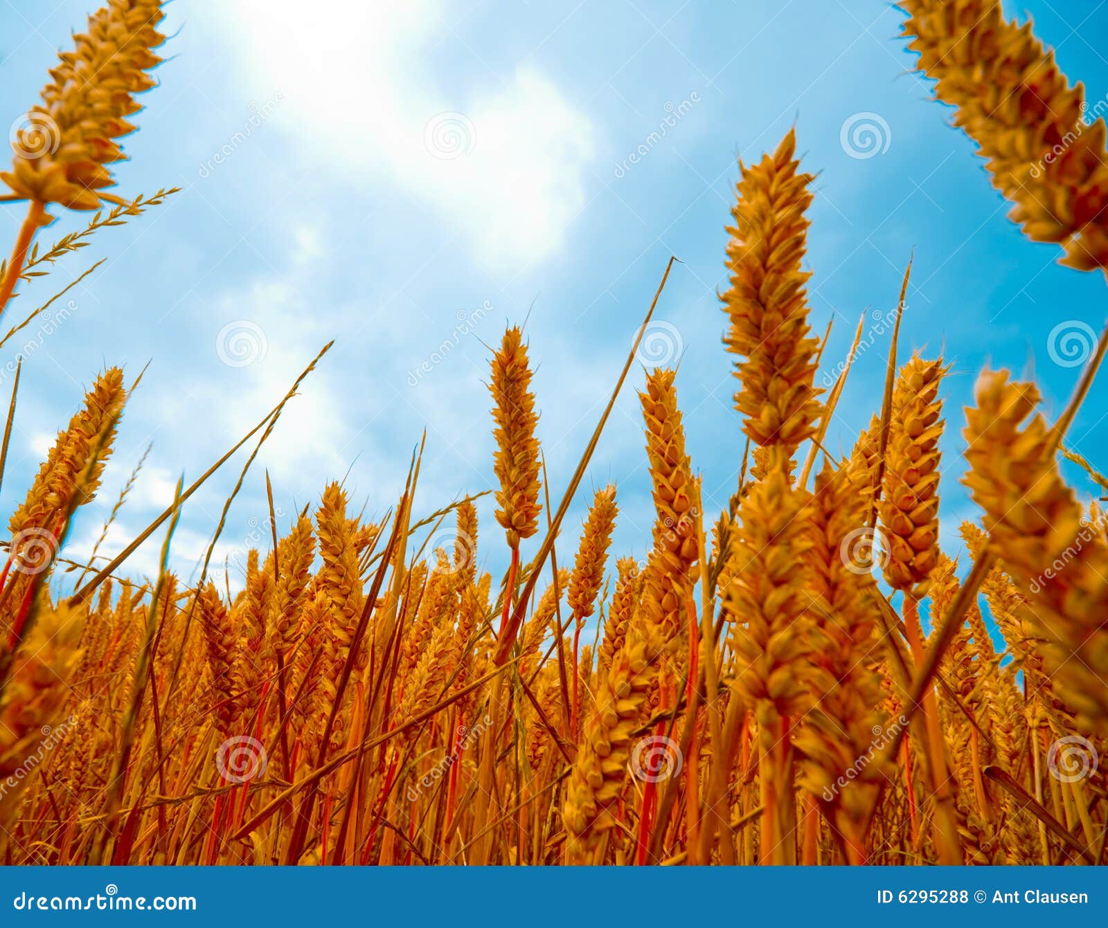 Close Up View of Wheatfields Stock Photo - Image of breeze, clouds: 6295288