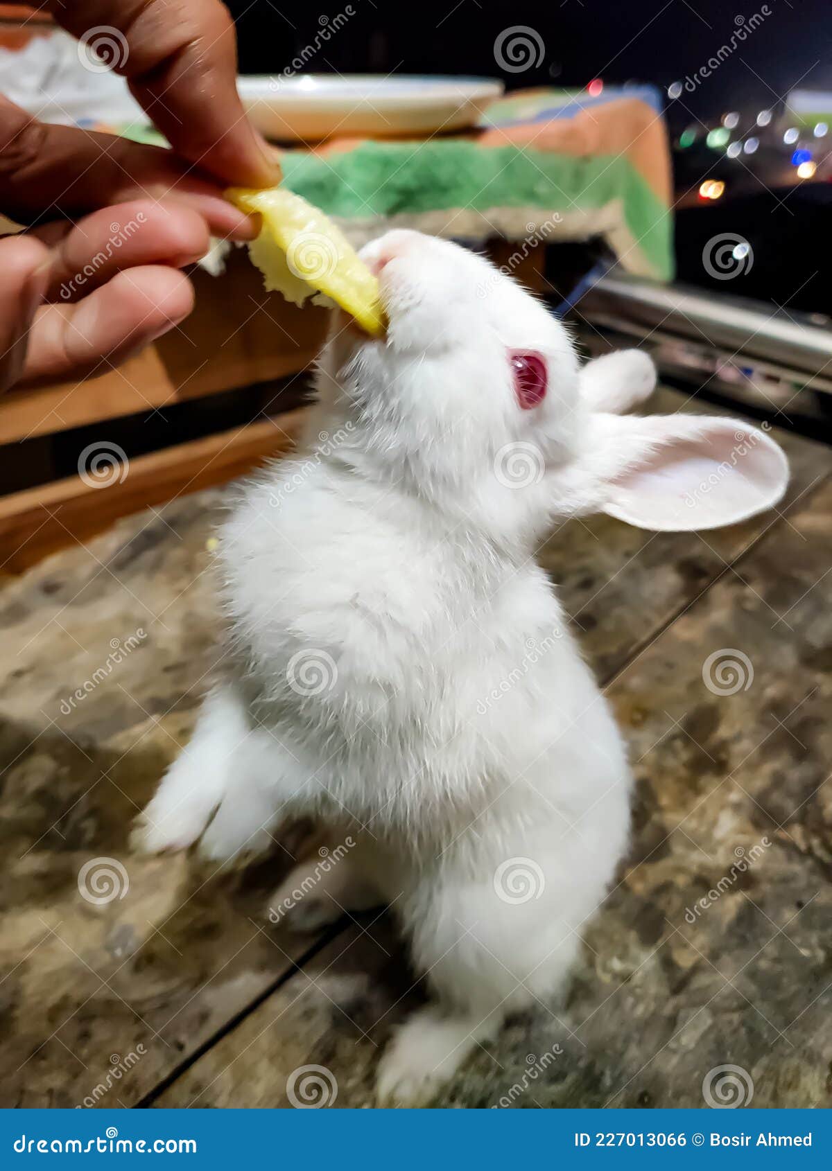 Close Up View of a White Bunny Eating Potato Chips Stock Photo - Image ...