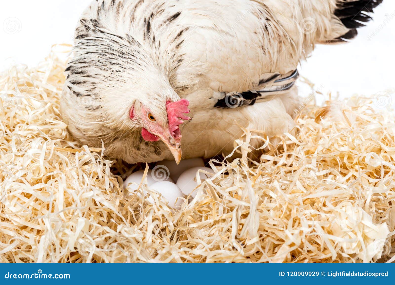 Close-up View of White Hen Sitting on Nest with Eggs Stock Image ...