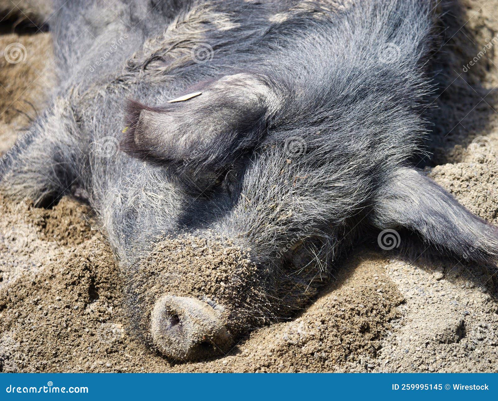 Close-up View of a Wild Boar Sleeping on the Soil Stock Image - Image ...