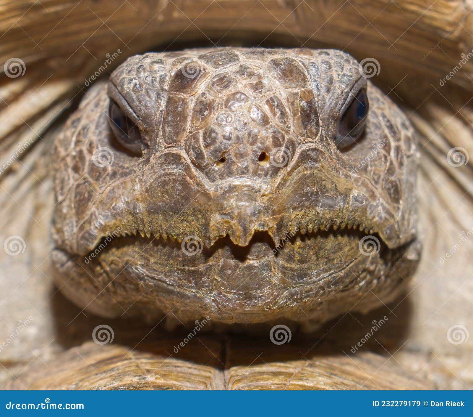 Close Up View of Wild Florida Gopher Tortoise Face - Gopherus ...