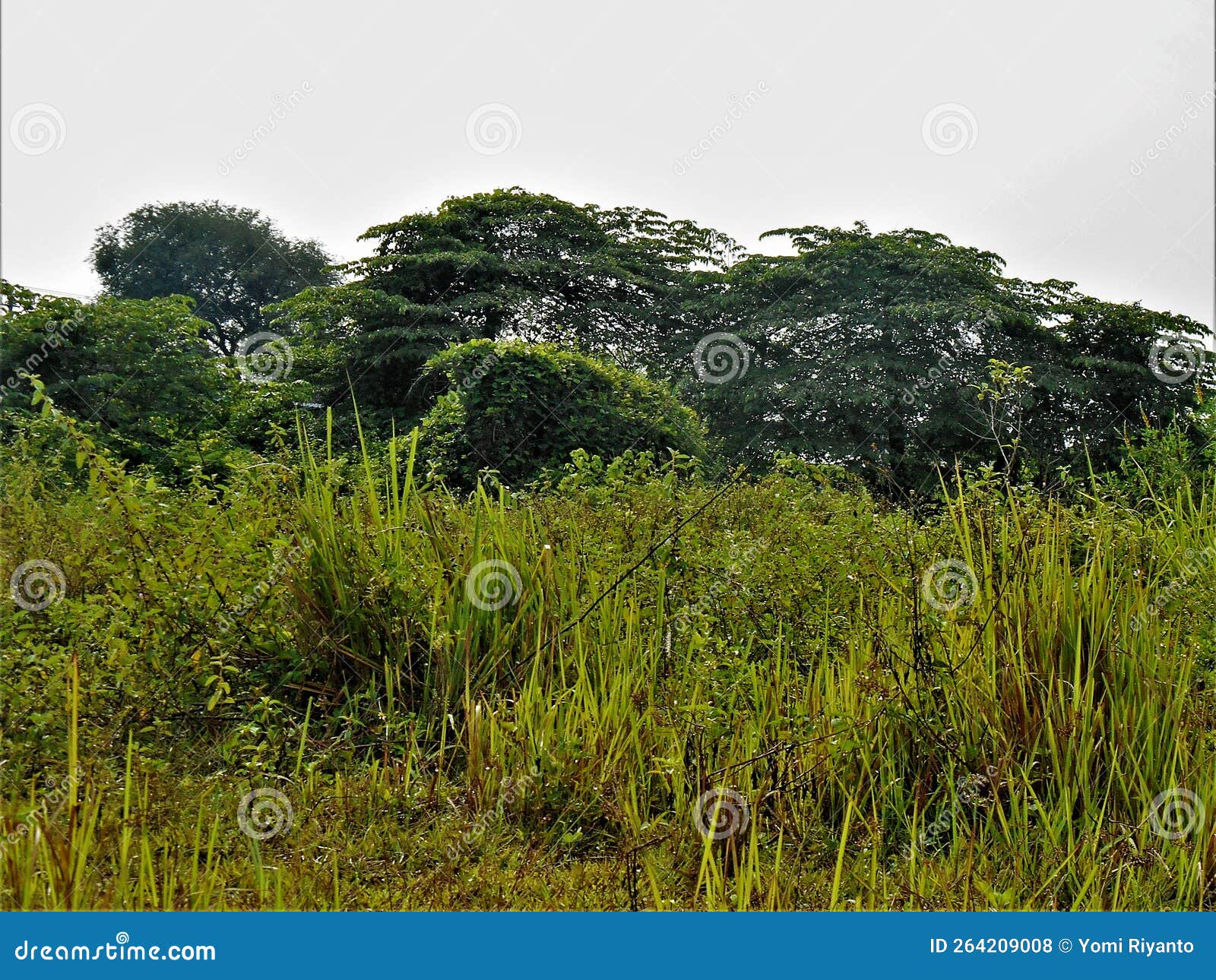 Close Up View of Wild Meadows and Trees Stock Photo - Image of wetland ...