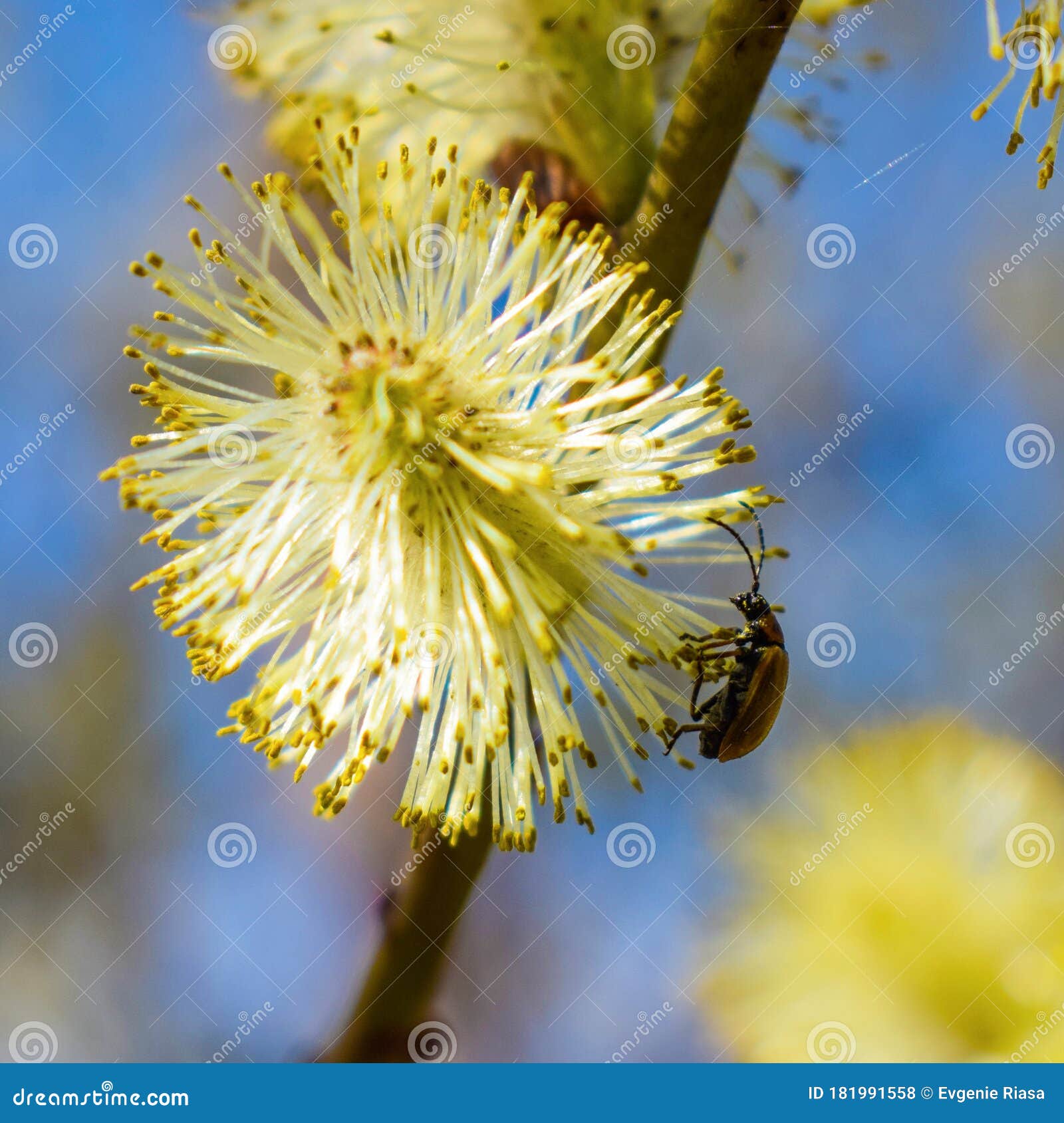 Close-up View of Willow Bud in Spring.Branches of a Willow Close-up of ...