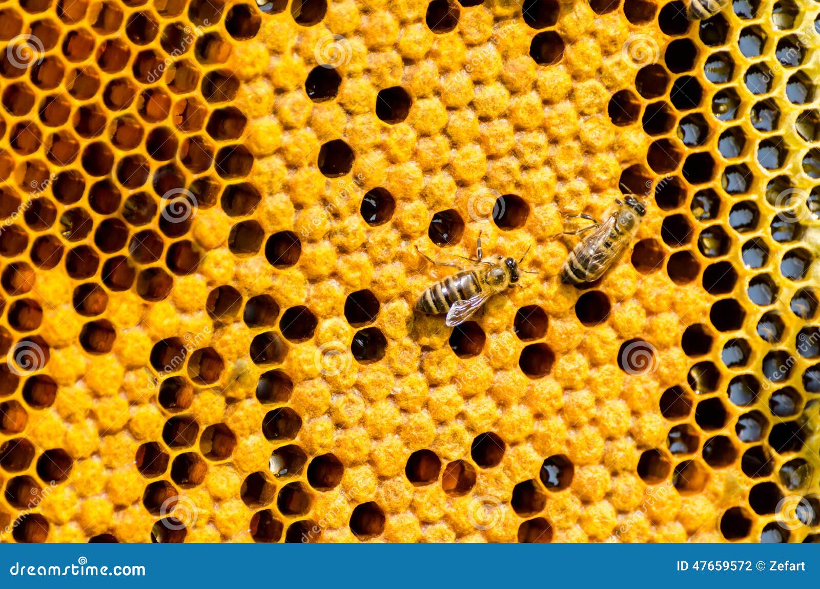 Close Up View of the Working Bees Stock Photo - Image of food, insect ...