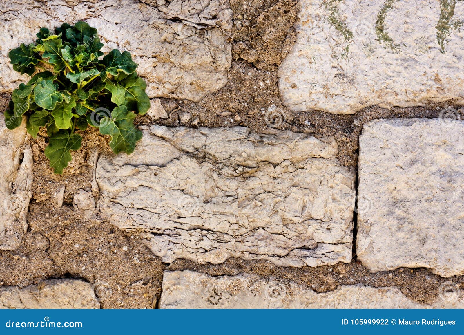 Worn textured brick wall stock photo. Image of grunge - 105999922
