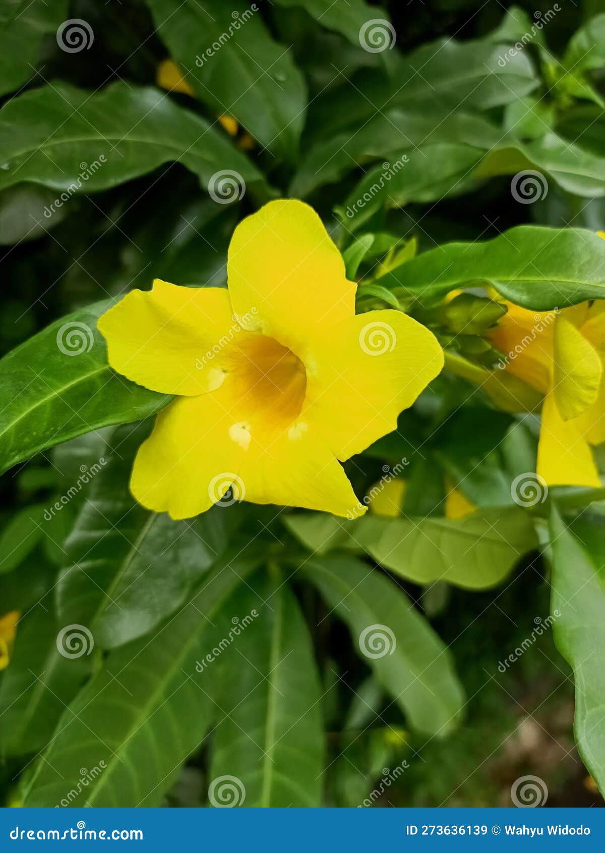 Close Up View of Yellow Allamanda Plant Stock Image - Image of yellow ...