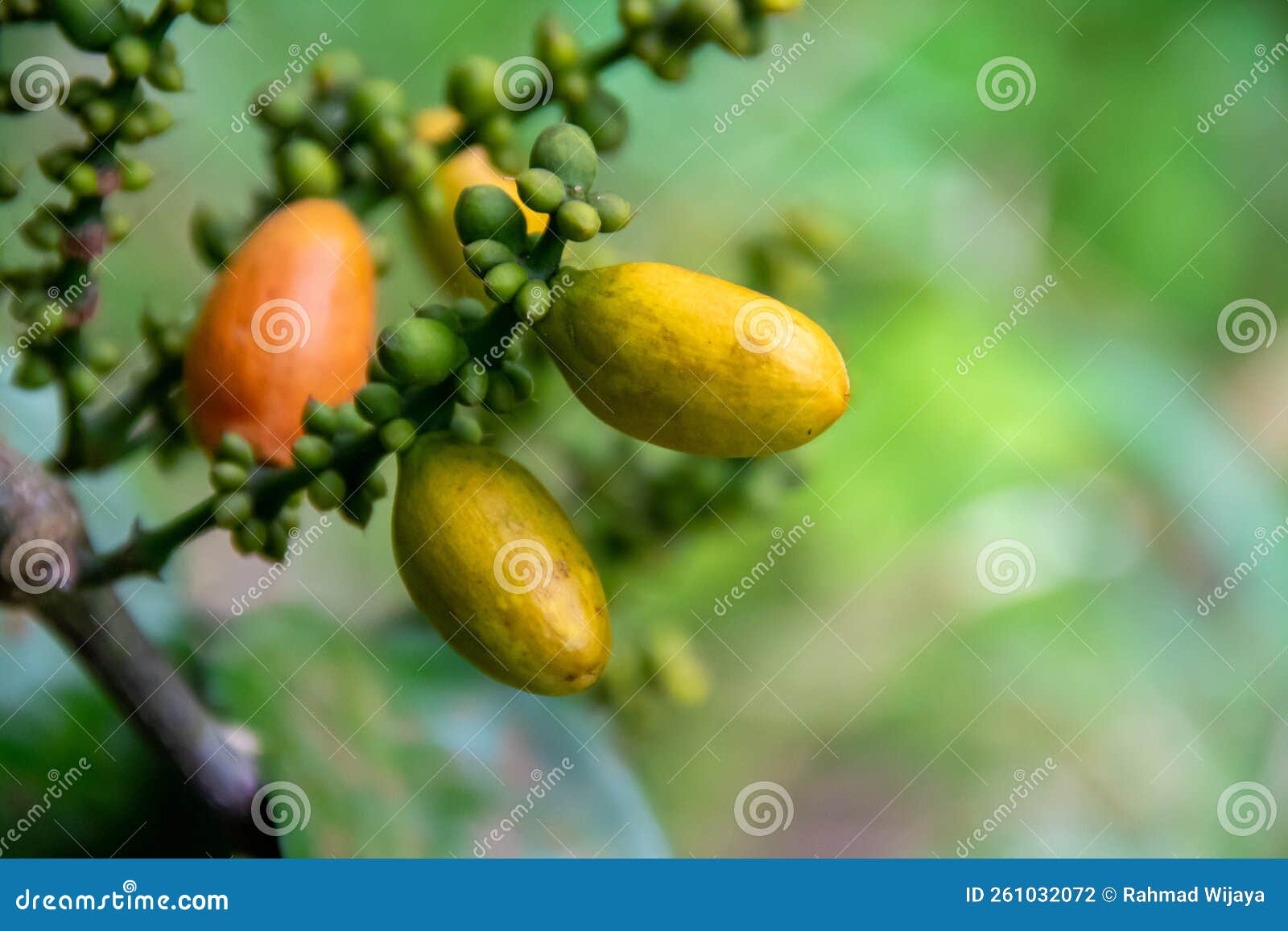 Close Up View of the Yellow Gnetum Gnemon Fruit Stock Photo - Image of ...