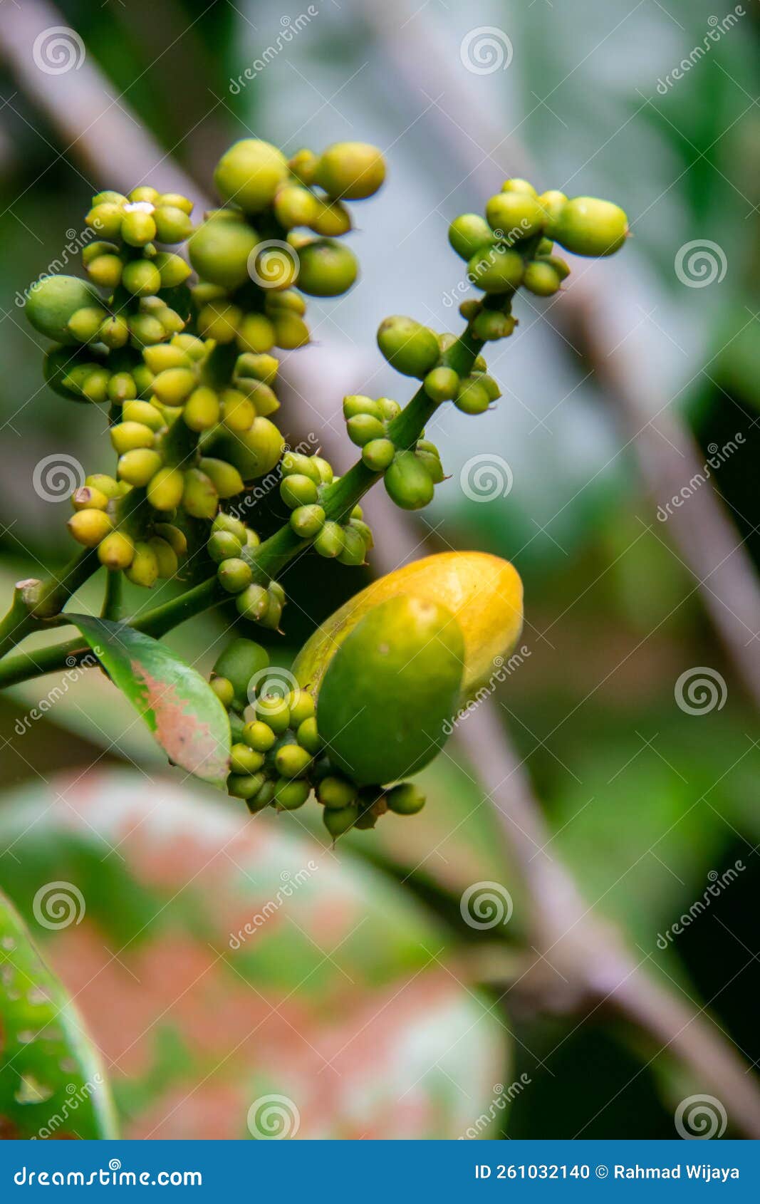 Close Up View of the Yellow Gnetum Gnemon Fruit Stock Photo - Image of ...