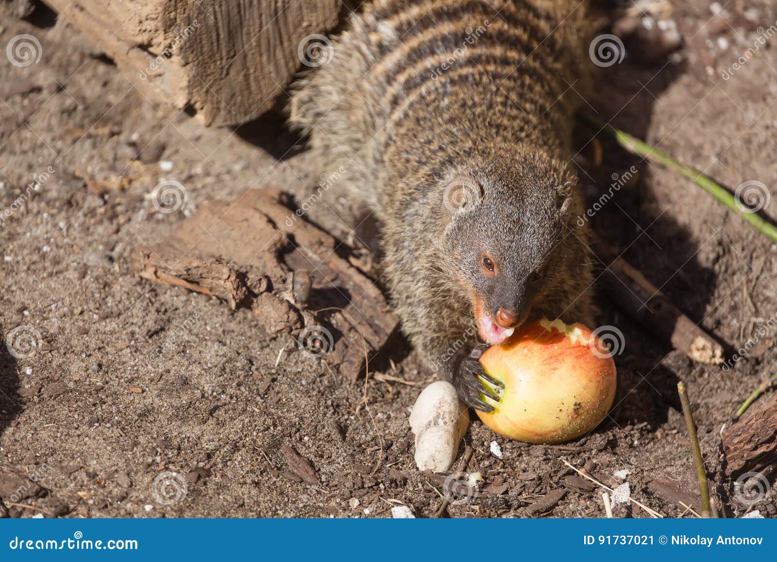 Close Up View of the Yellow Mongoose Eating an Apple on Sand Stock ...