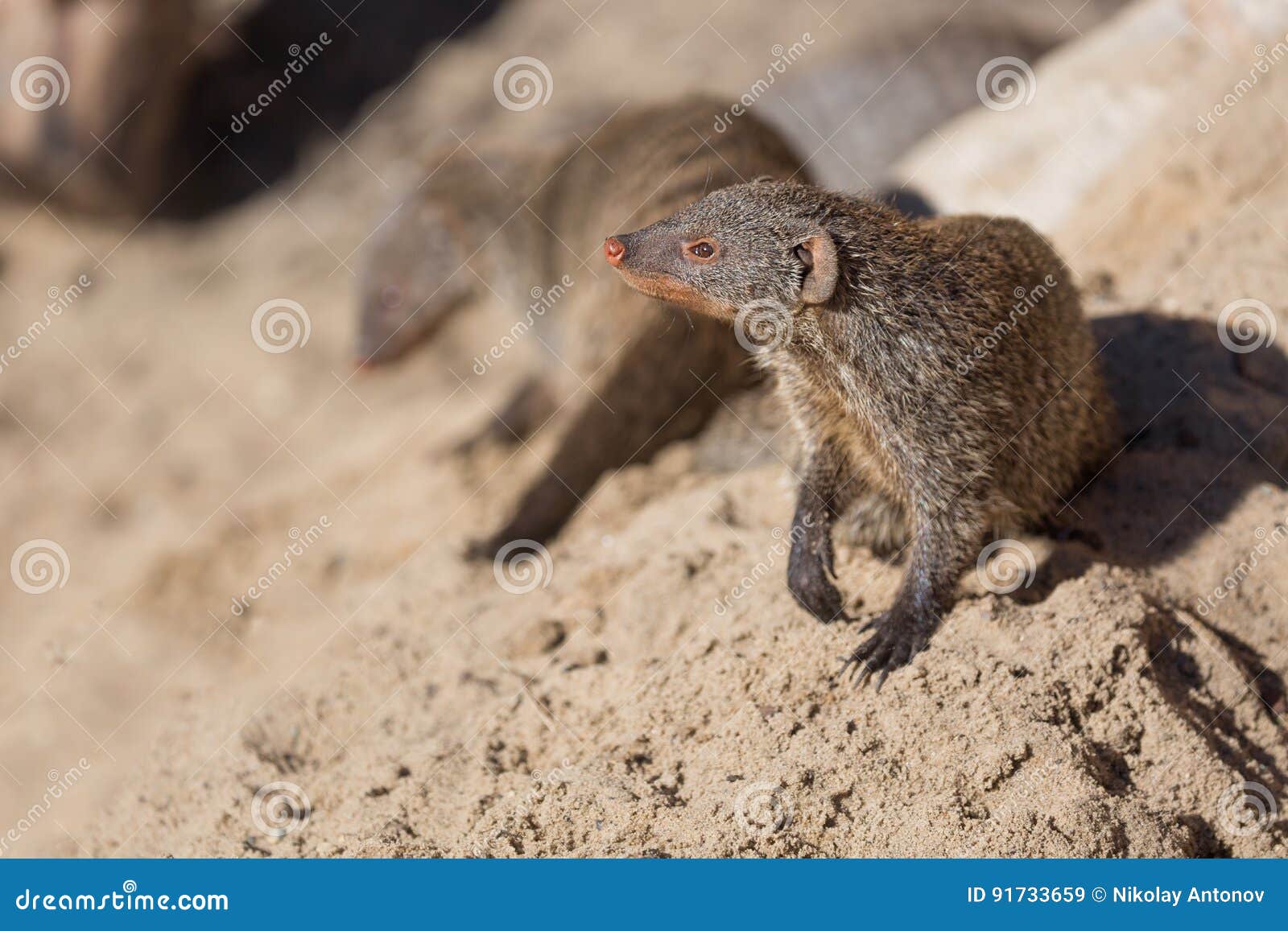 Close Up View of the Yellow Mongoose Group on Sand Stock Image - Image ...