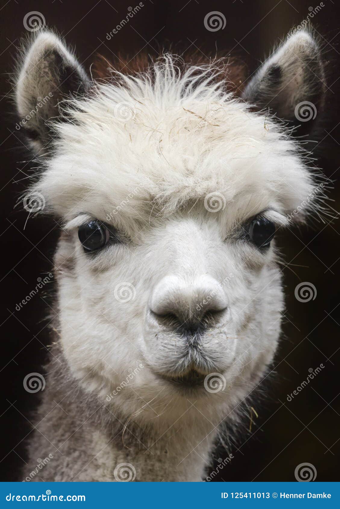 Close Up View of a Young Alpaca Stock Image - Image of cute, nature ...