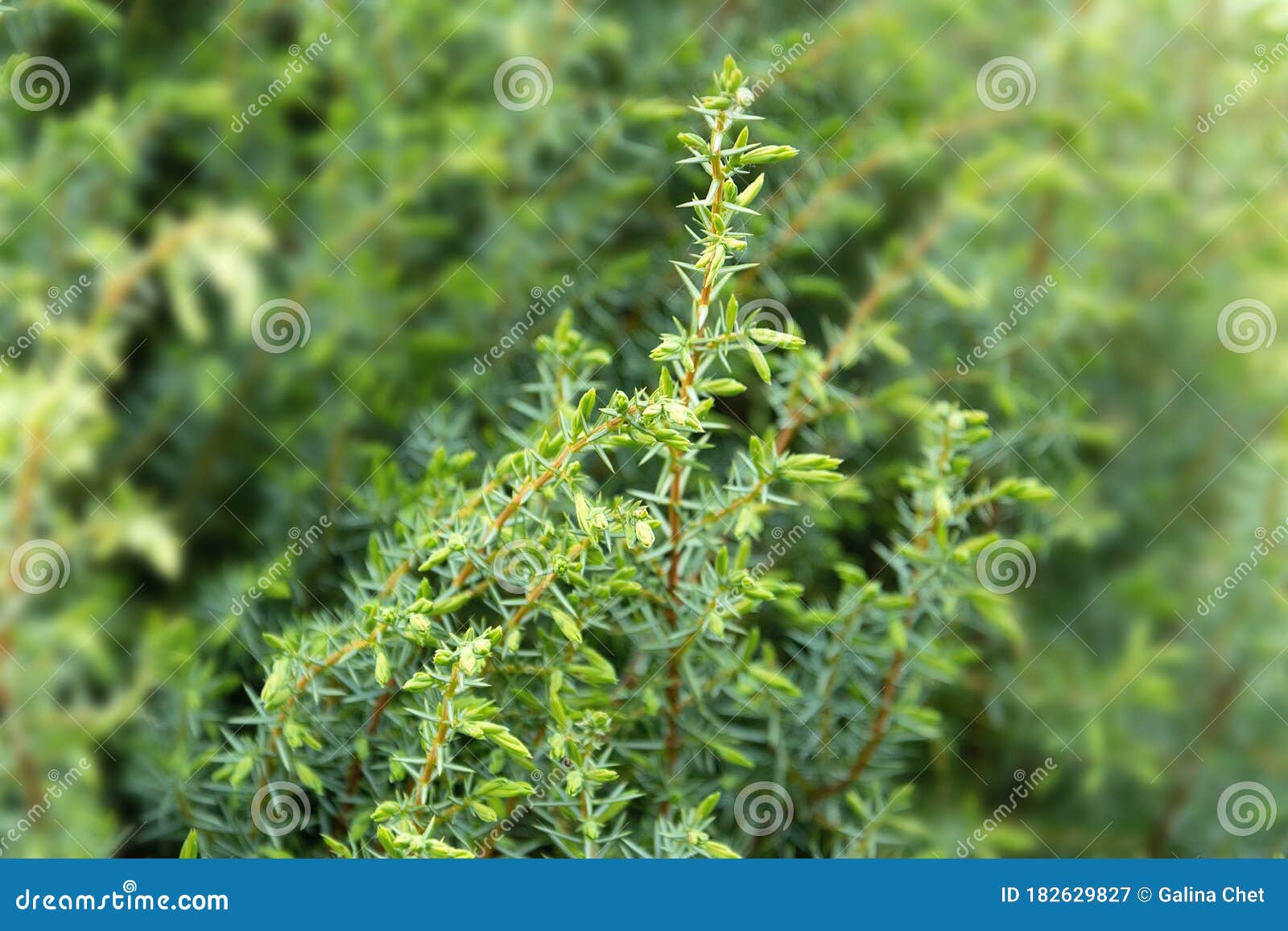 Close-up View of a Young Branch of a Juniper Bush Stock Image - Image ...