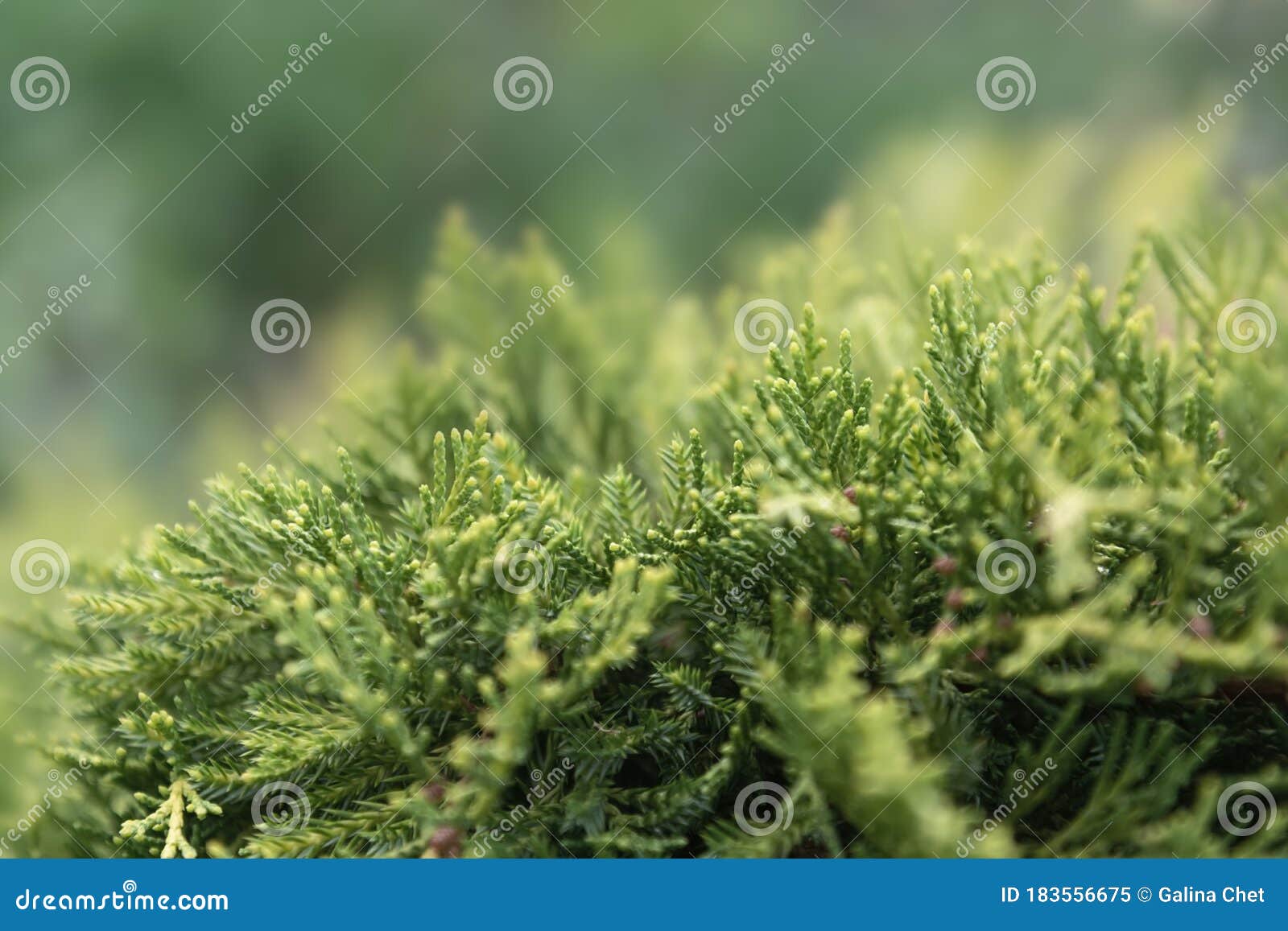 Close-up View of a Young Branch of a Thuja Bush. Stock Image - Image of ...