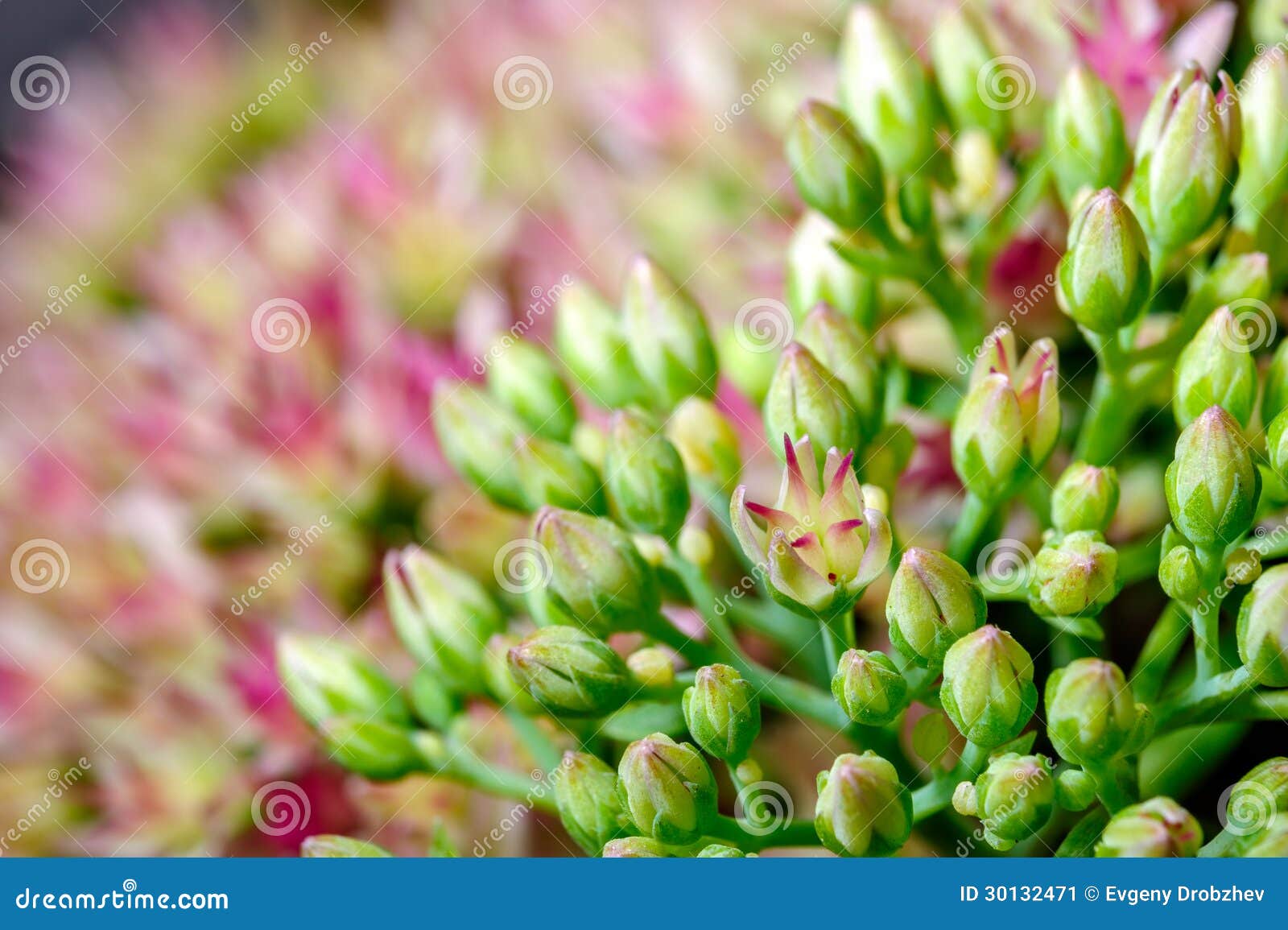 Flower buds stock image. Image of background, colorful - 30132471