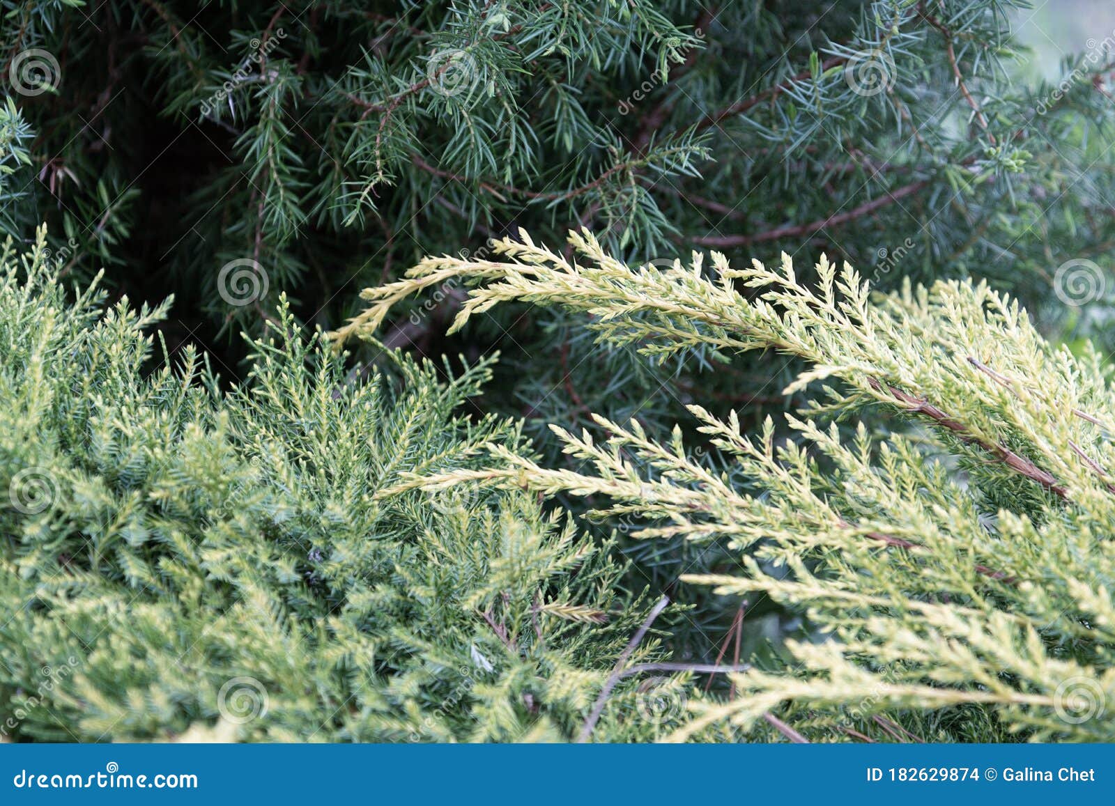 Close-up View of Young Juniper Branches of Different Varieties Stock ...
