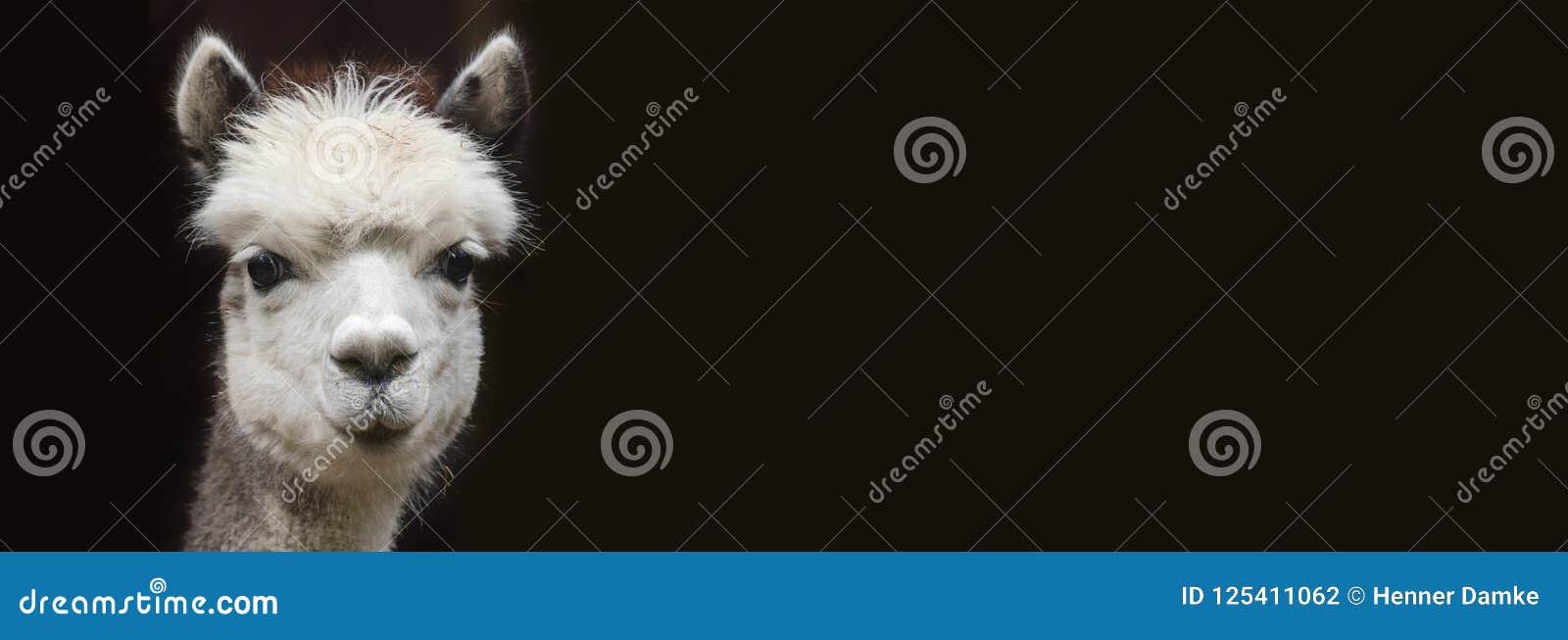 Close Up View of a Young Alpaca with Copy Space in Front of Black ...