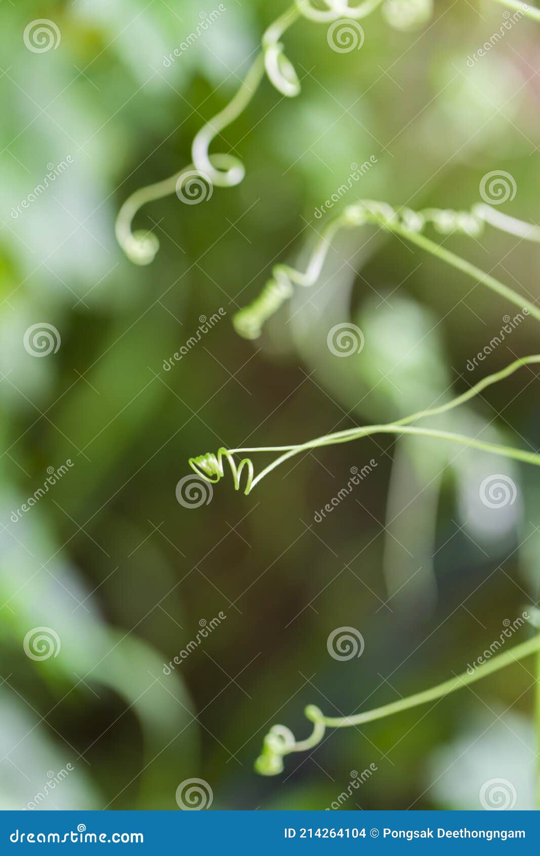 Close up of vine stock photo. Image of fresh, botanical - 214264104