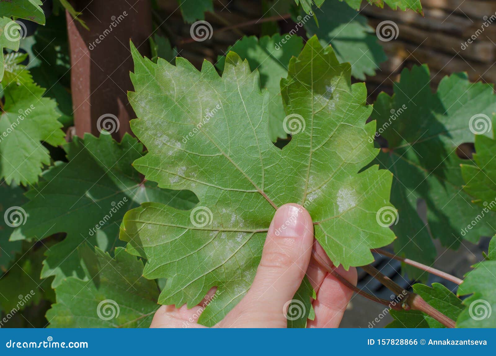 Closeup of Vine Grape Leaf Affected by Downy Mildew Plasmopara Vitikola ... Closeup of Vine Grape Leaf Affected by Downy Mildew Plasmopara Vitikola ...