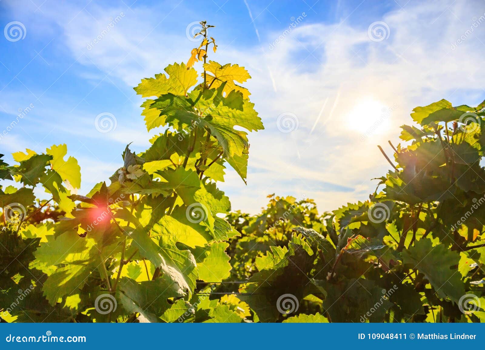 Close-up of Vine Leaves in the Sunlight Stock Image - Image of germany ...
