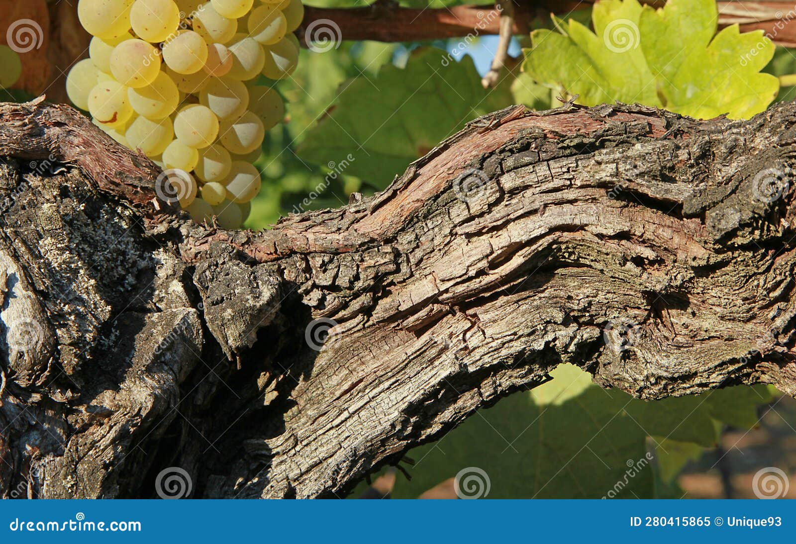 Vine Trunk in a Charentais Vineyard Stock Image - Image of grape ...