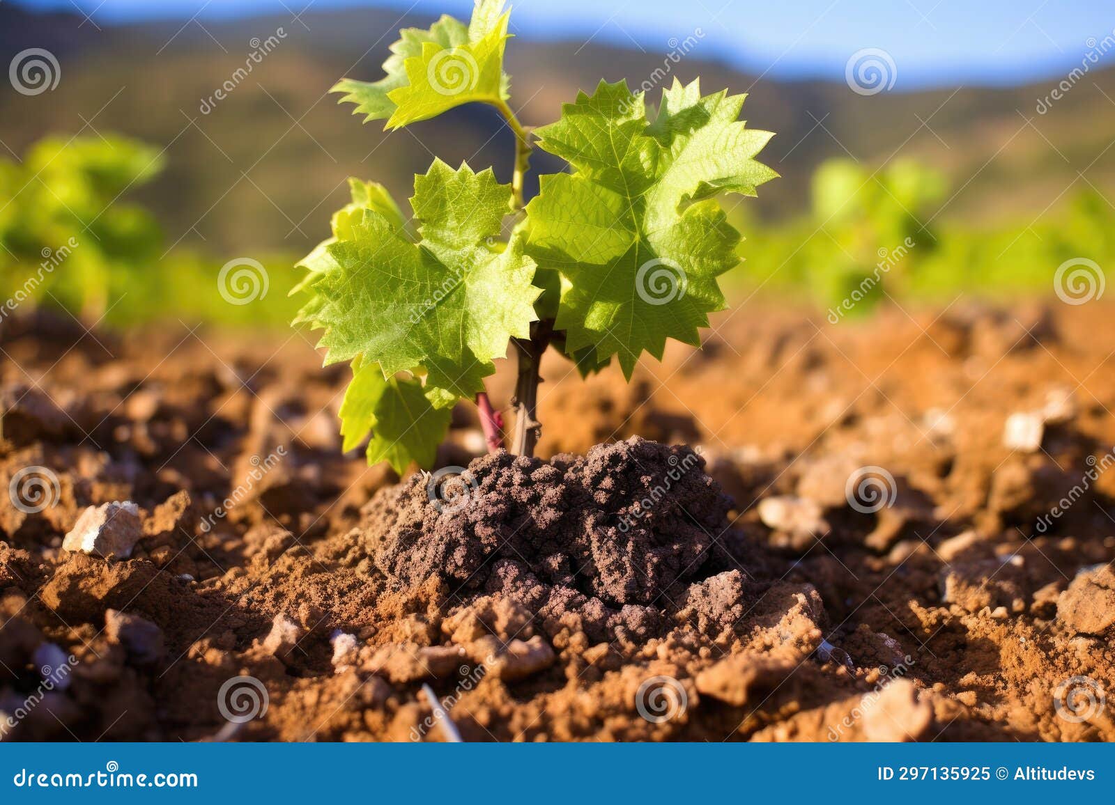 Close-up of Vineyard Soil with Budding Grapevine Stock Image - Image of ...