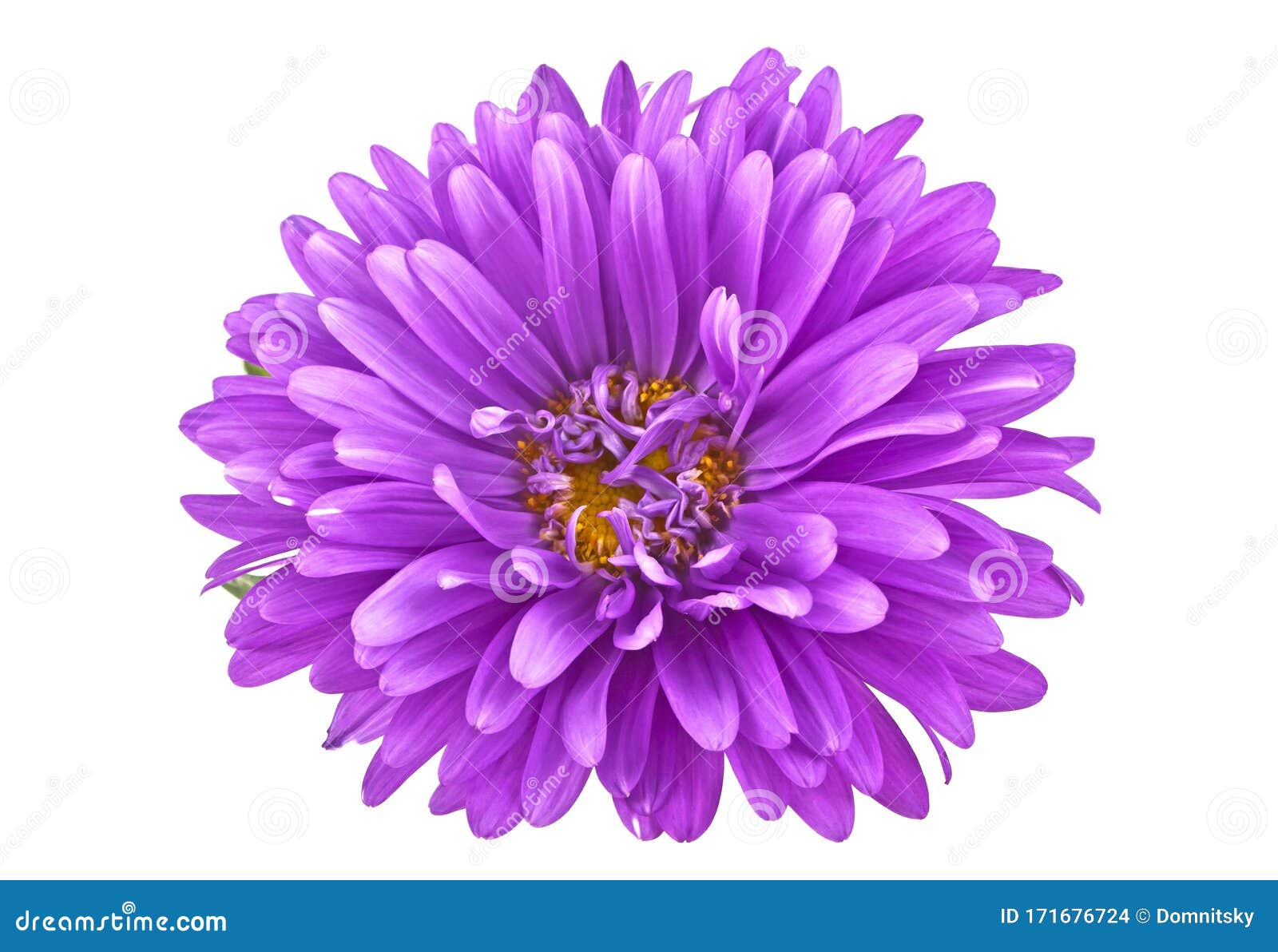 Close-up of Violet Aster Isolated on White Background Stock Photo ...