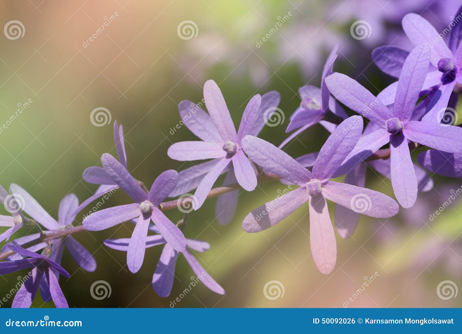 Close Up of Violet Colored Sandpaper Vine Flower Stock Photo - Image of ...