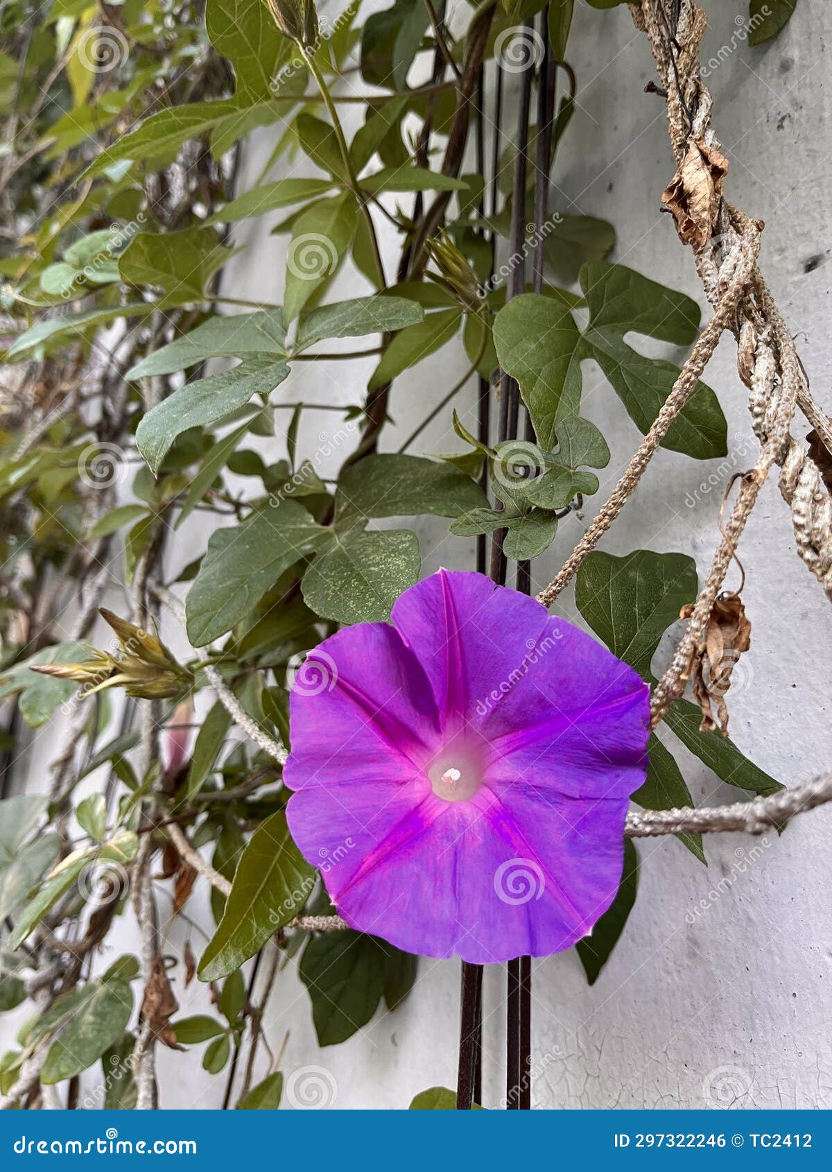 Close Up of Violet Flowers, Morning Glory Flowers Stock Photo - Image ...