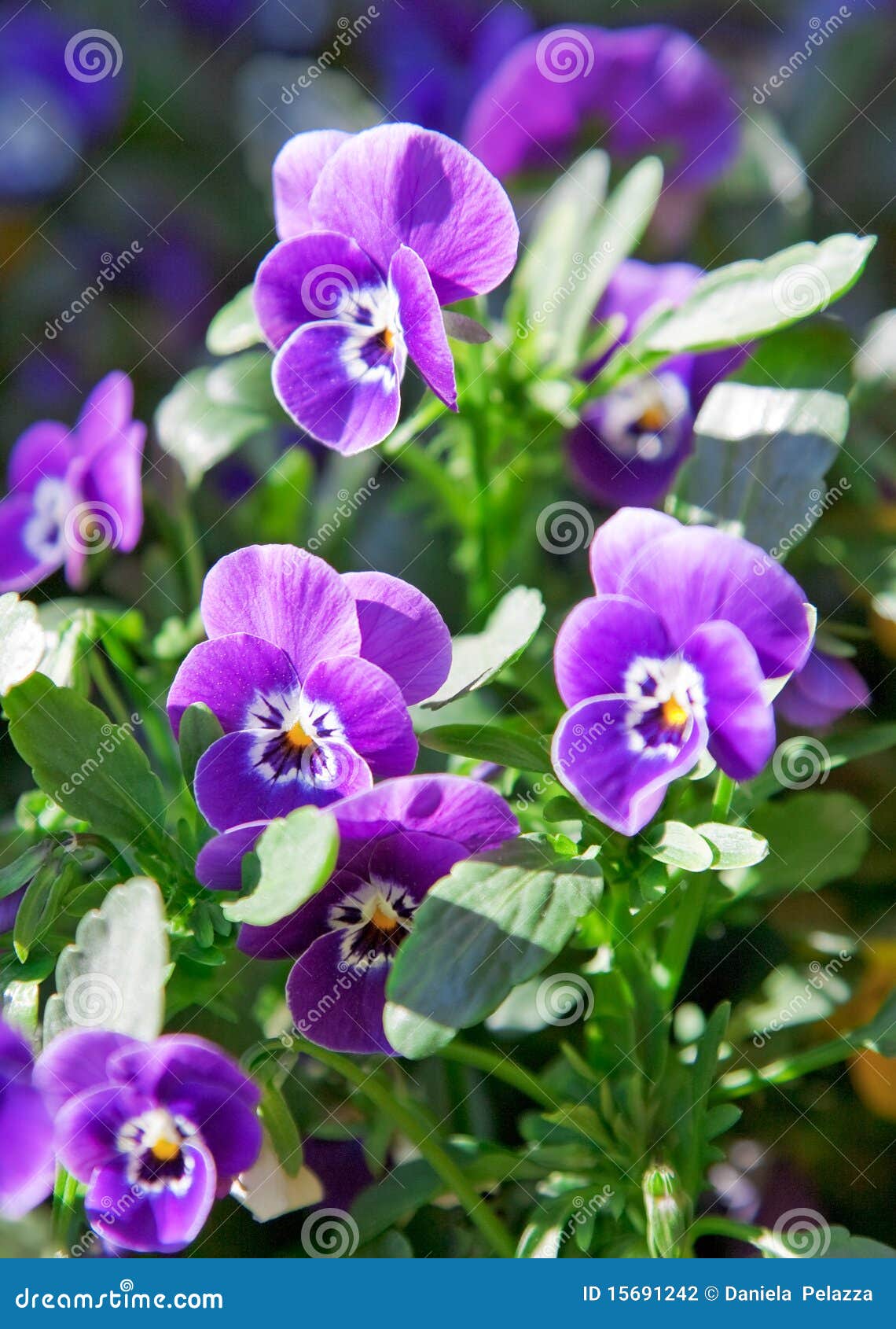 Close up of violets. stock photo. Image of green, sunny - 15691242