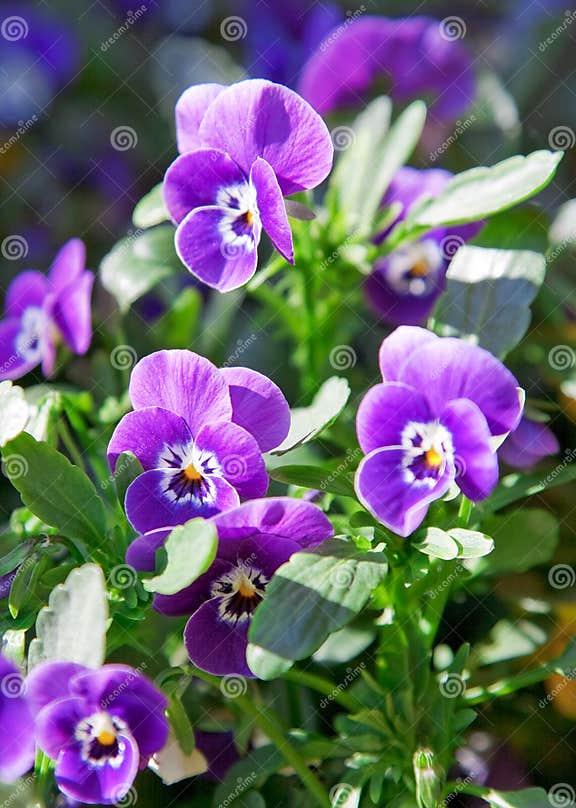 Close up of violets. stock photo. Image of green, sunny - 15691242