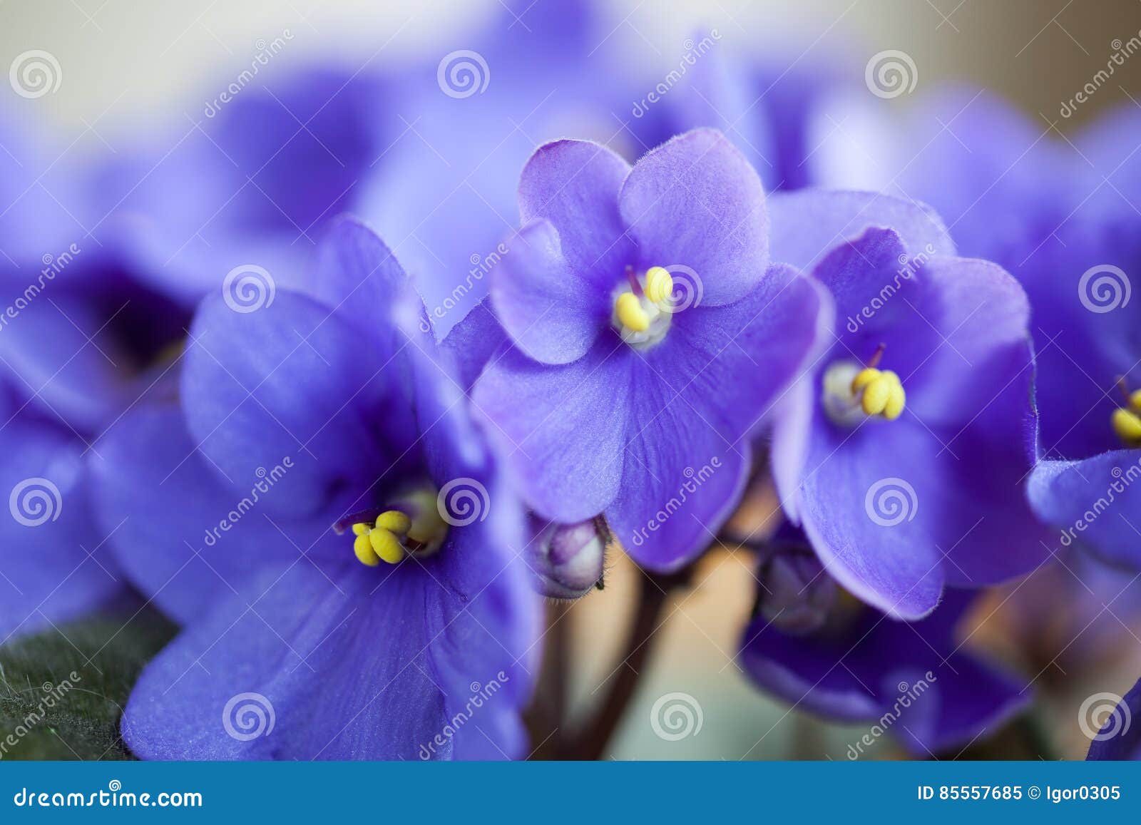 Close-up of violets stock image. Image of decorative - 85557685