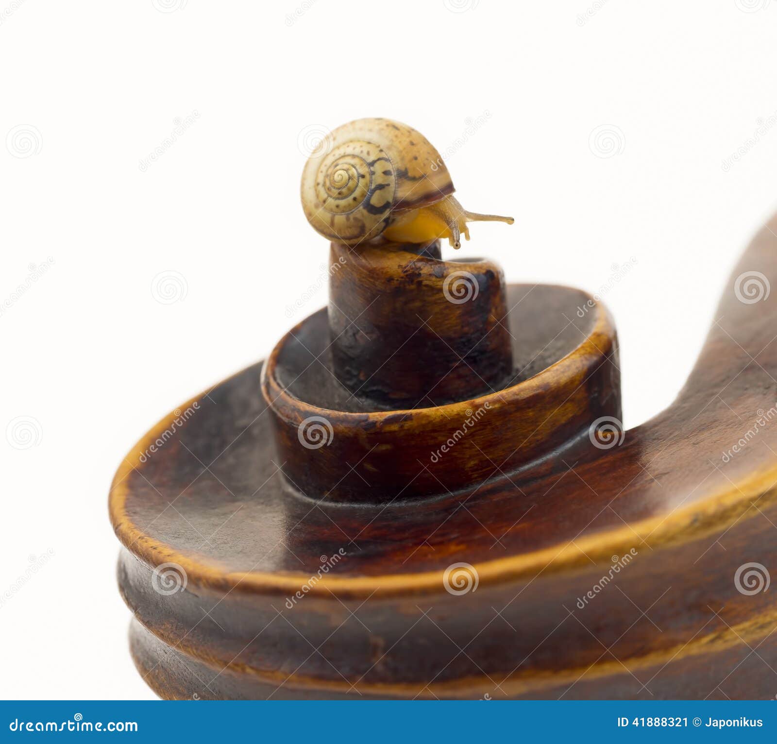 Old Sea Shell And Violin Music Instrument Stock Photography ...