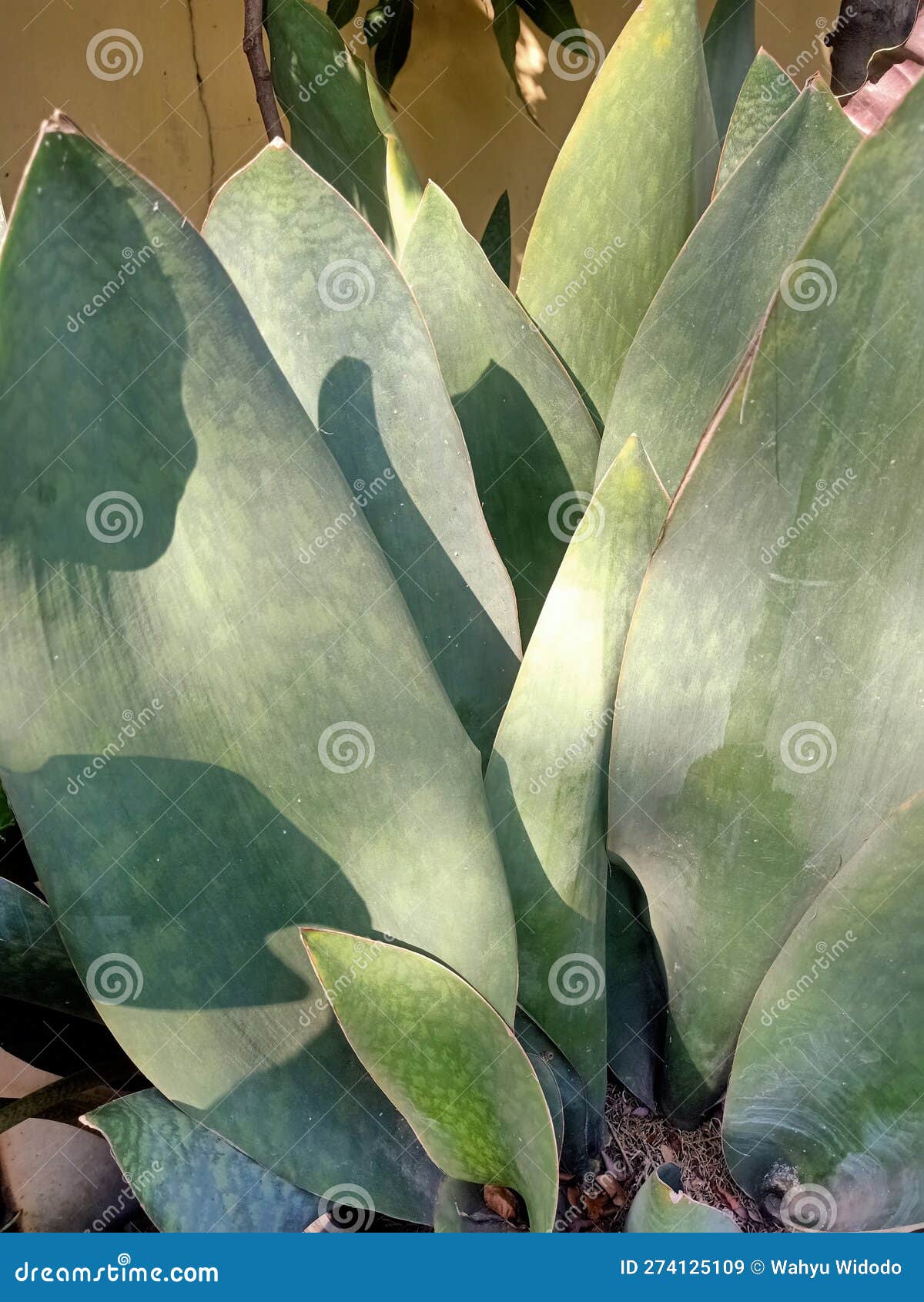 Close Up of Viper S Bowstring Hemp Plant Stock Image - Image of ...