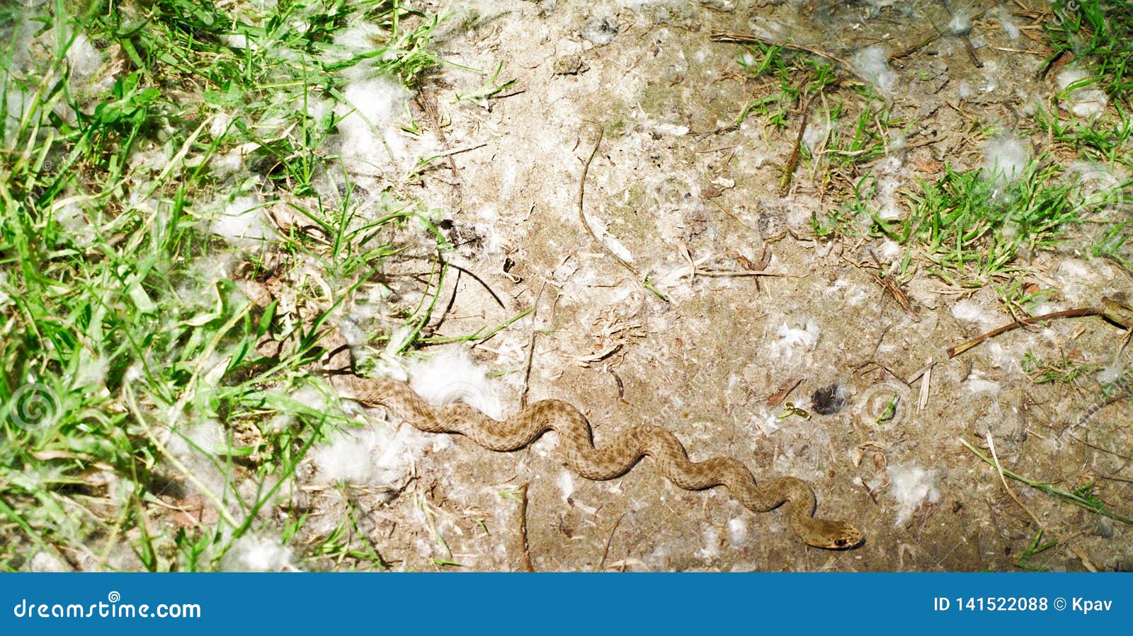 Close Up of Viper Snake Crawling. Stock Photo - Image of grass, sunny ...