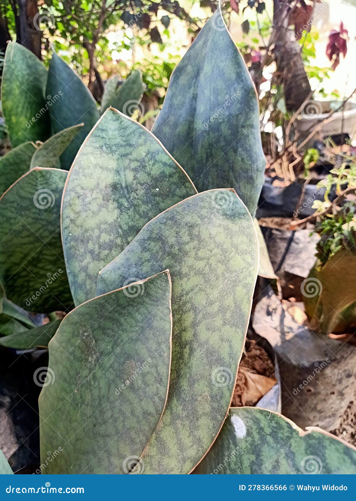 Close Up of Vipers Bowstring Hemp Plant Stock Photo - Image of color ...