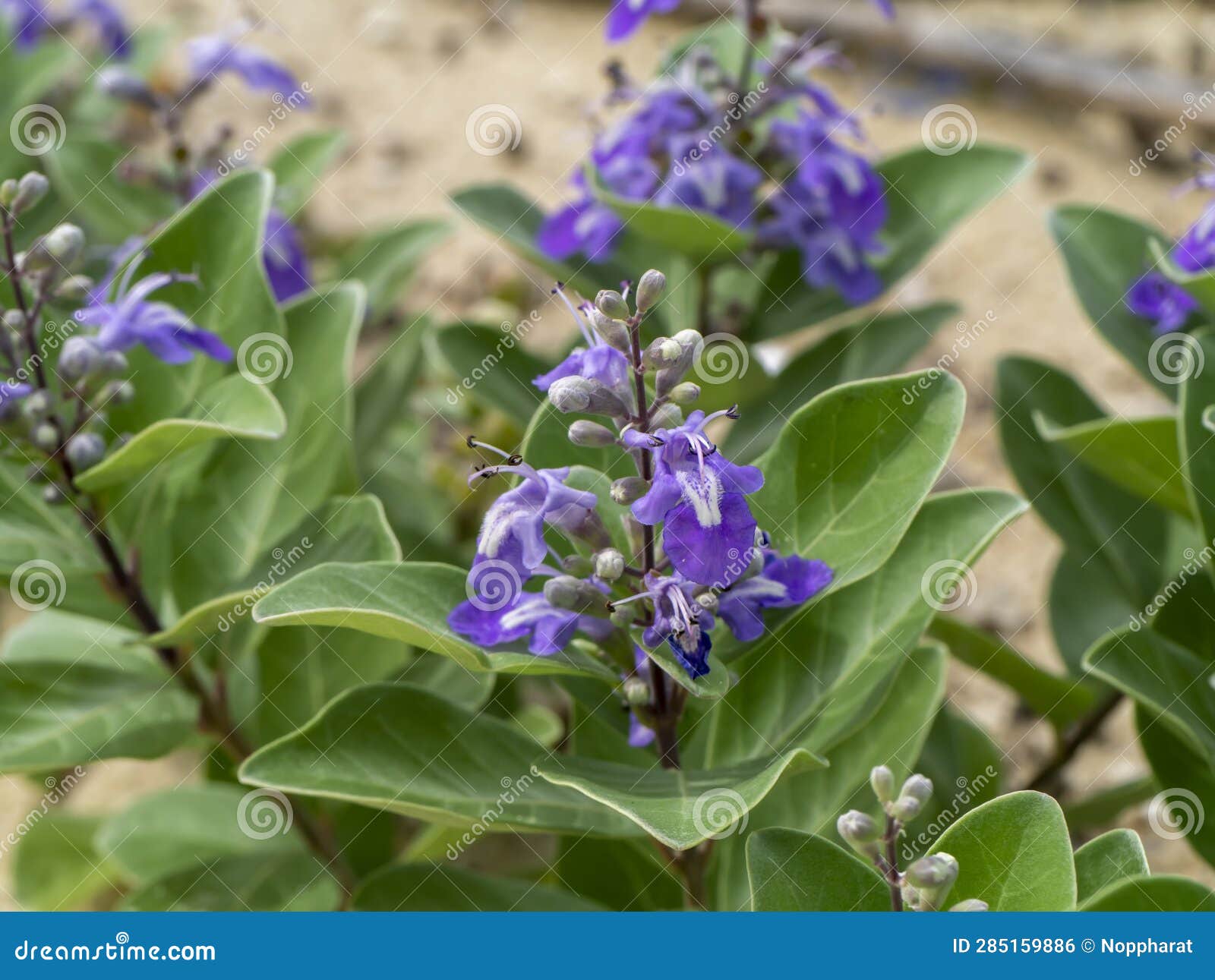 Close Up of Vitex Trifolia Plant on the Beach Stock Photo - Image of ...