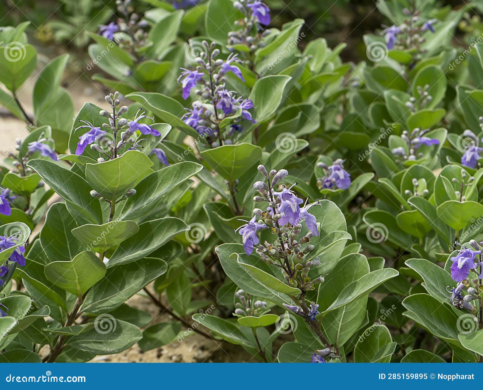 Close Up of Vitex Trifolia Plant on the Beach Stock Image - Image of ...