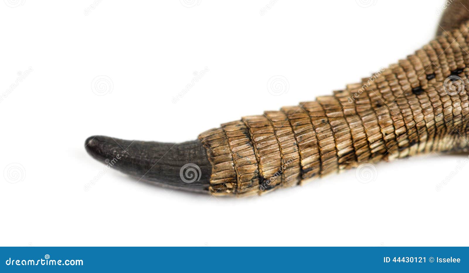 Close-up of a Wall Lizard Tail Cut Stock Image - Image of white ...