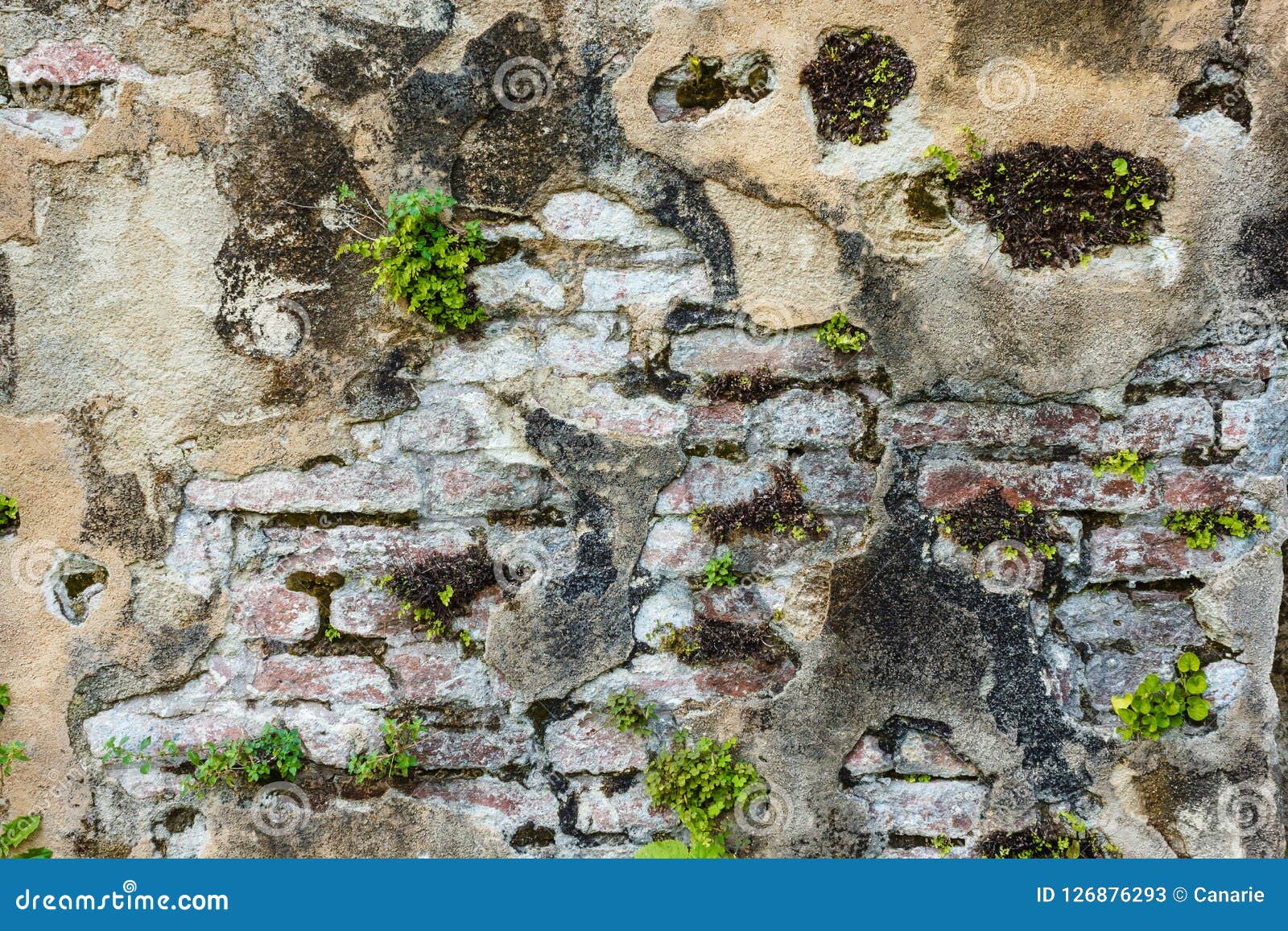 Close-up of a Wall Run-down Stock Image - Image of lichens, renovate ...