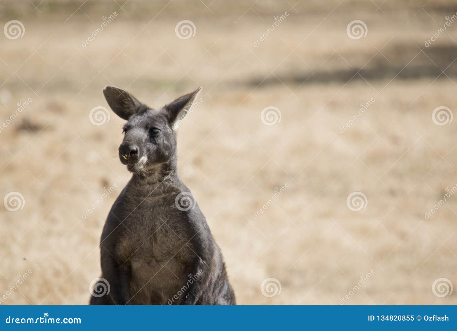 Wallaroo or euro stock image. Image of fauna, wallaroo - 134820855