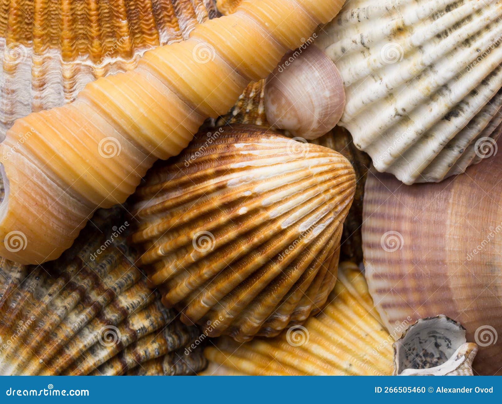 Seashell Close Up Background Wallpaper Texture Royalty-Free Stock Image ...