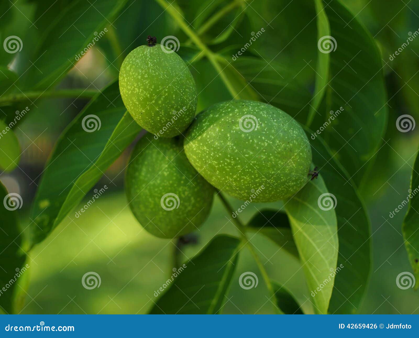 The close-up walnut fruits stock photo. Image of health - 42659426