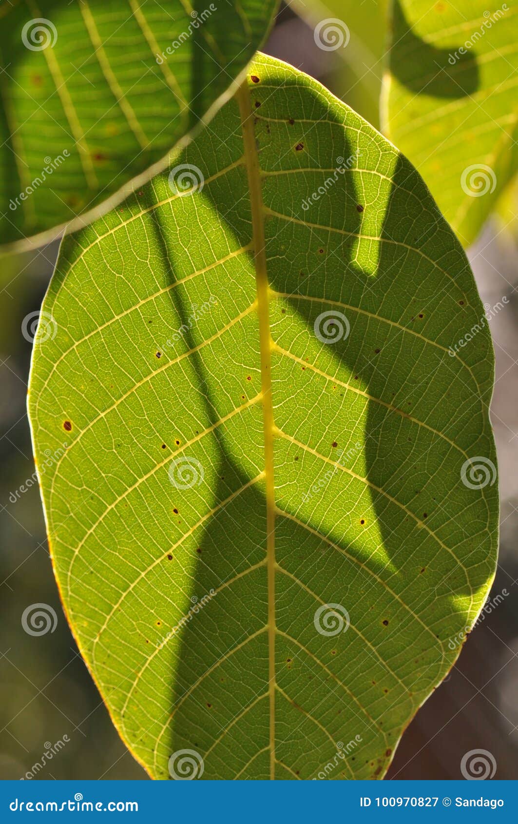 Close-up of a walnut leaf stock image. Image of asymmetry - 100970827