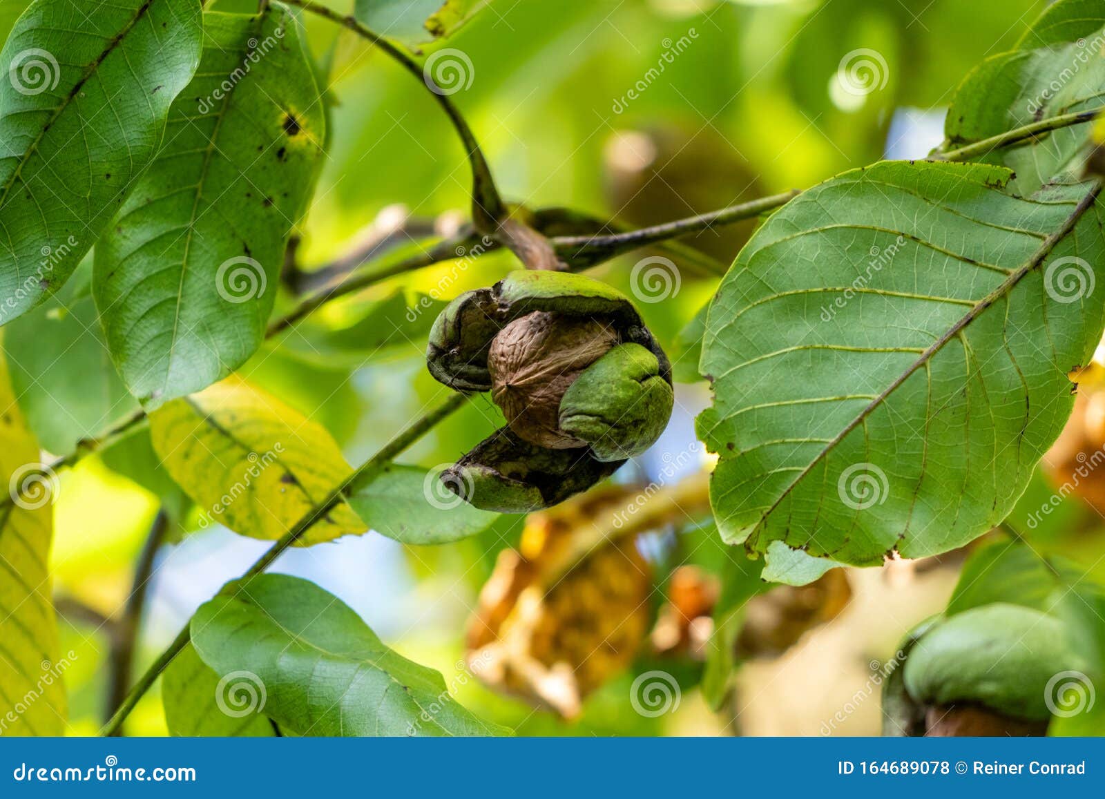 Close-up of Walnut on a Tree in Autumn Stock Photo - Image of green ...