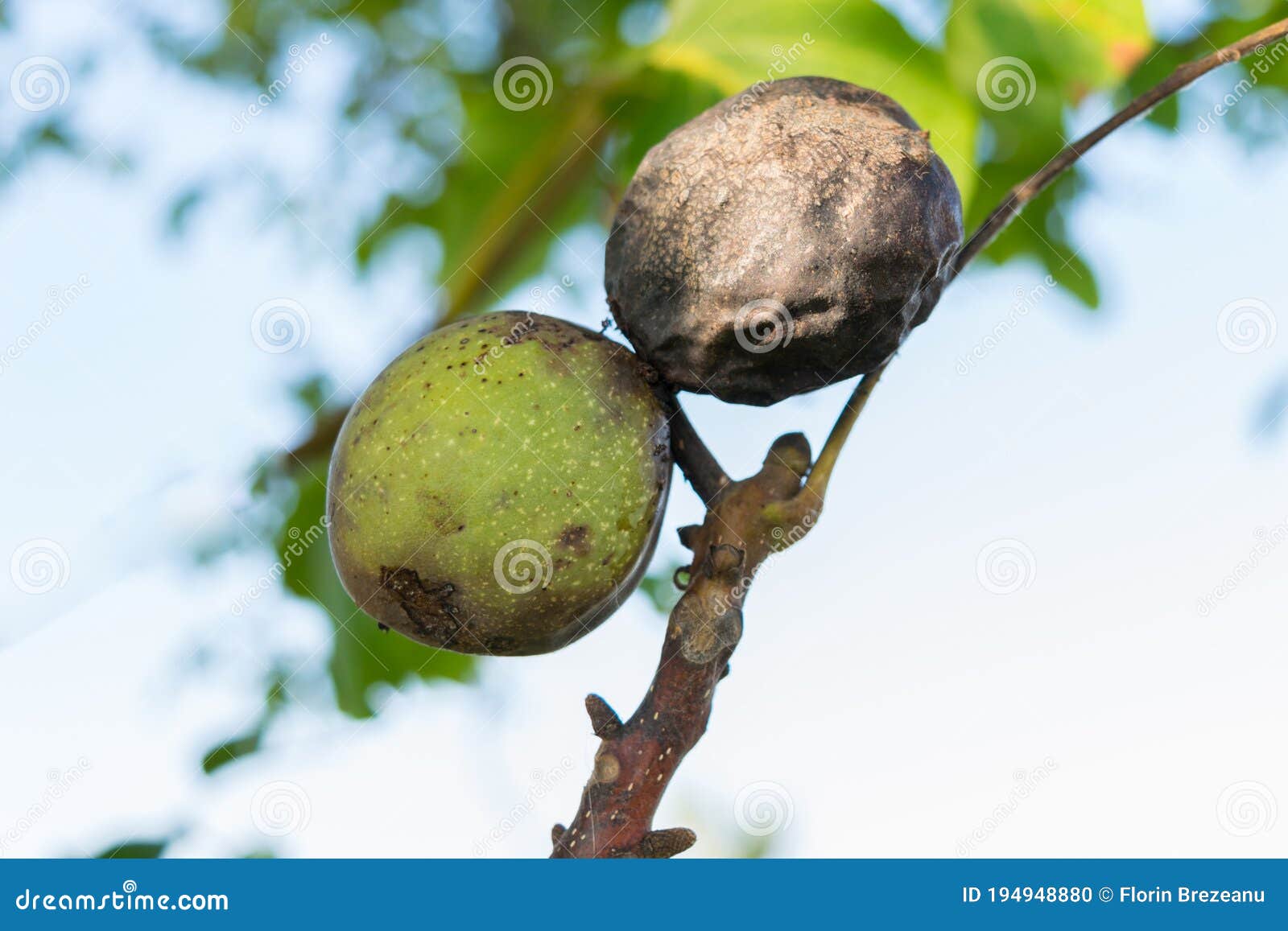 Close Up of Walnuts Affected by Blight Disease Stock Photo - Image of ...