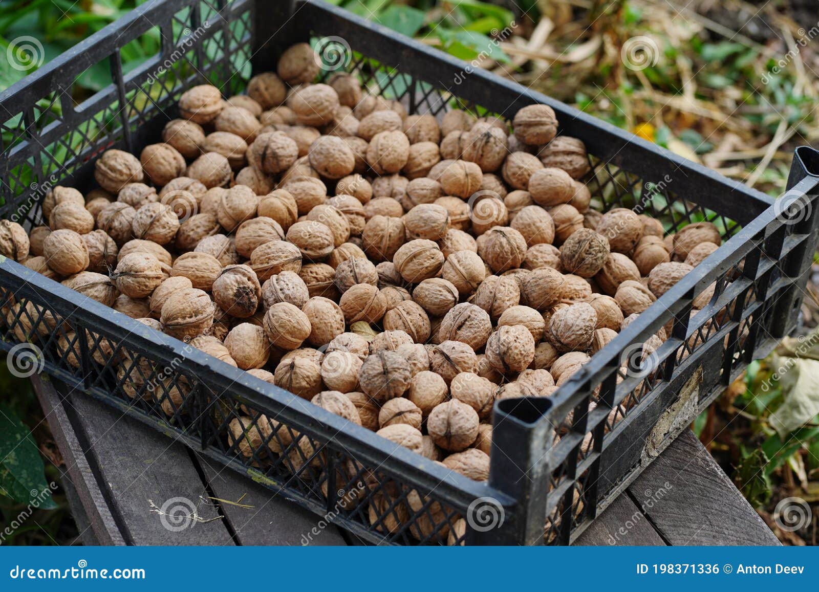 Close Up of Walnuts Crop in Crate. Pile of Nuts in Shell Outdoors in ...