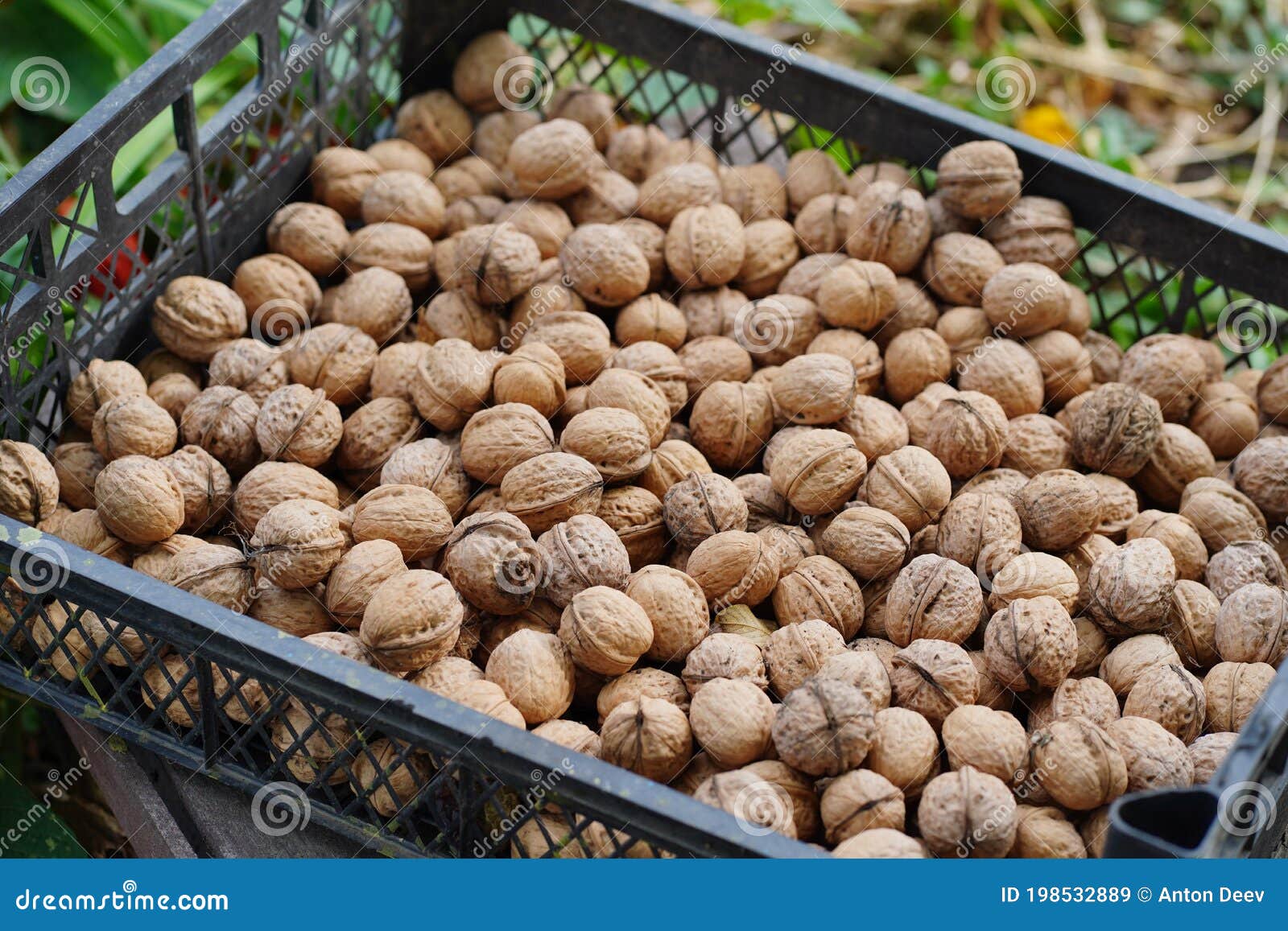 Close Up of Walnuts Crop in Crate. Pile of Nuts in Shell Outdoors in ...