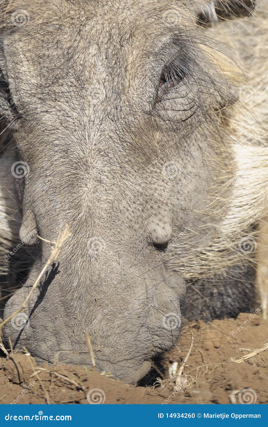 Close up of a warthog face stock photo. Image of hoofed - 14934260