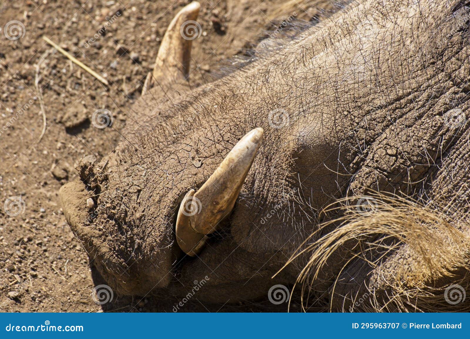 Close up of warthog teeth stock image. Image of close - 295963707